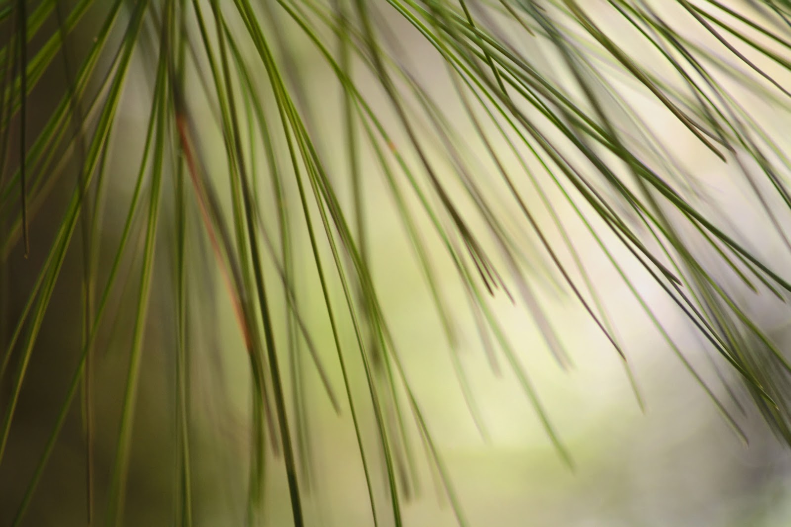 13 Natural Textures | ibjennyjenny Free Resources