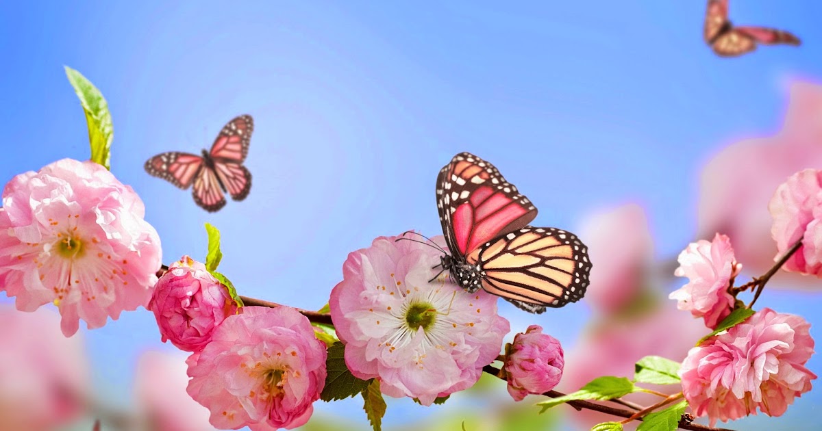 Mariposas y Flores de Colores | Fotos e Imágenes en FOTOBLOG X