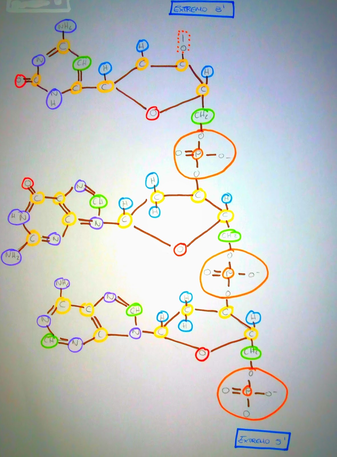 Biologia: ADN Complementario