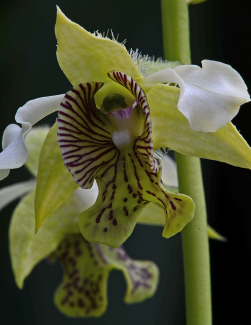 The Orchid Column: They're fuzzy. You can pet them.