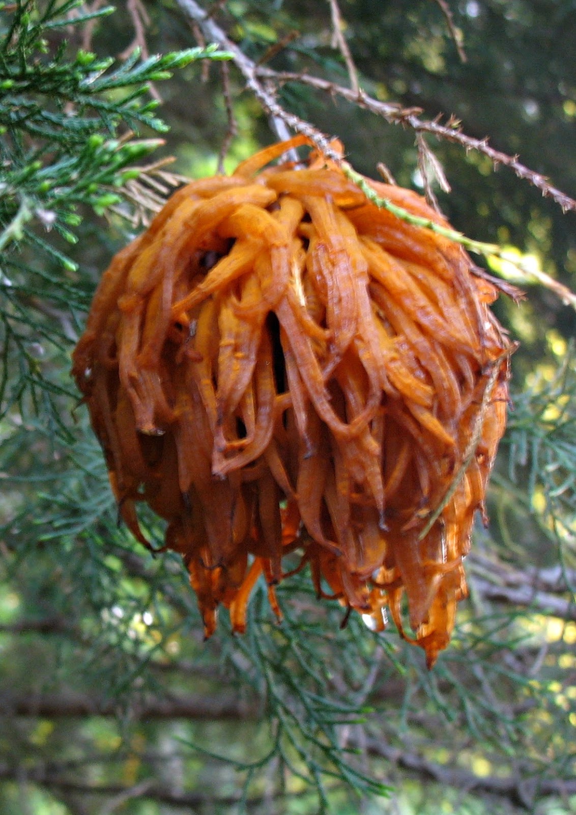 Using Georgia Native Plants: The Cedar That Isn't