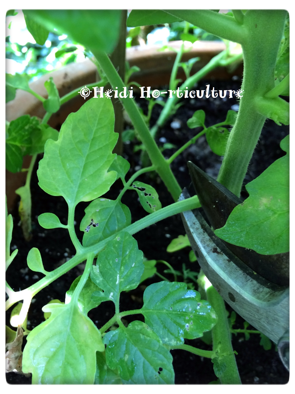 Heidi Horticulture: Thinning Out Tomatoes