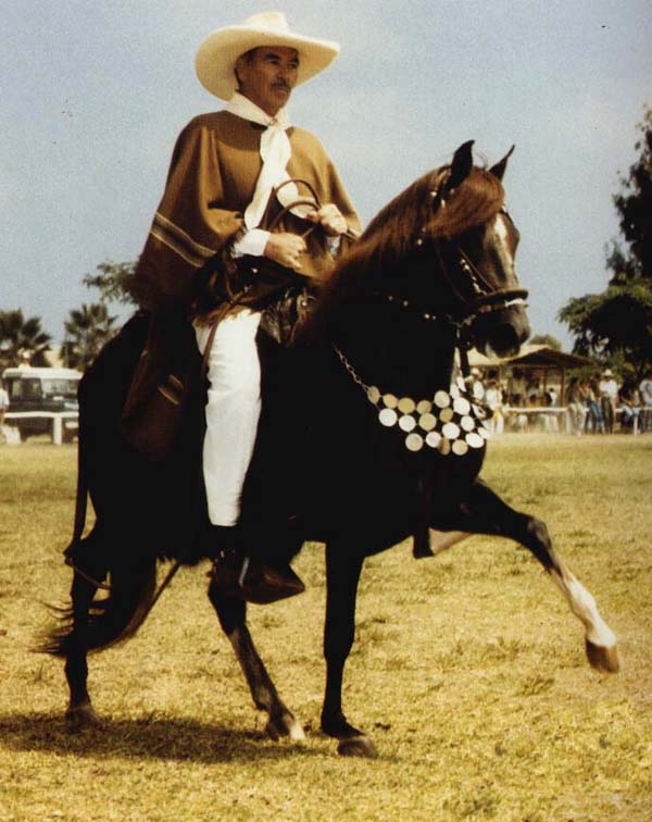 Un caballo CON SU JINETE - Imagui