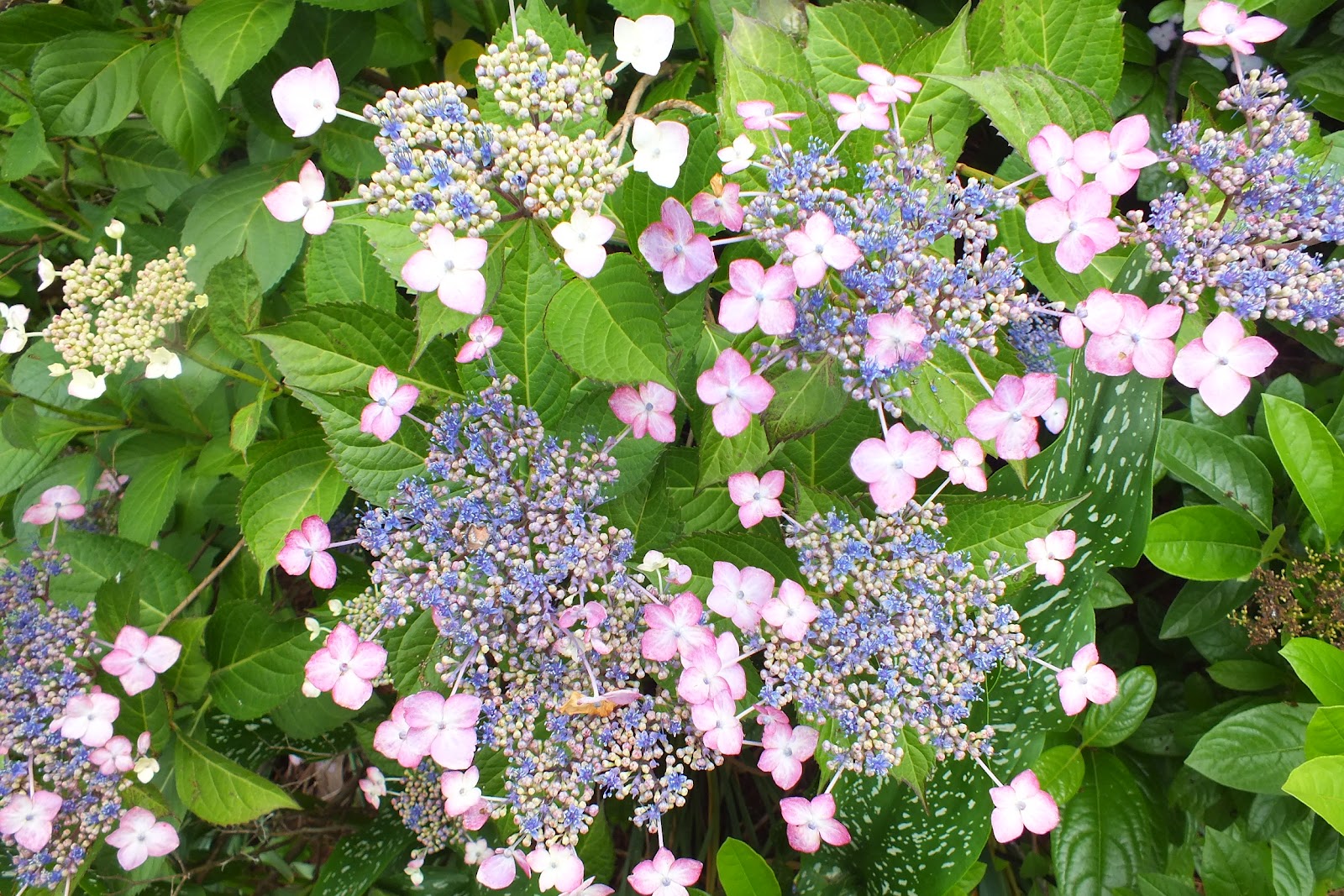 Gene's Garden: Hydrangea Blooms