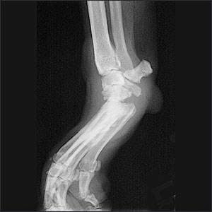 Carpal Hyperextension in Dogs | PET LOVER