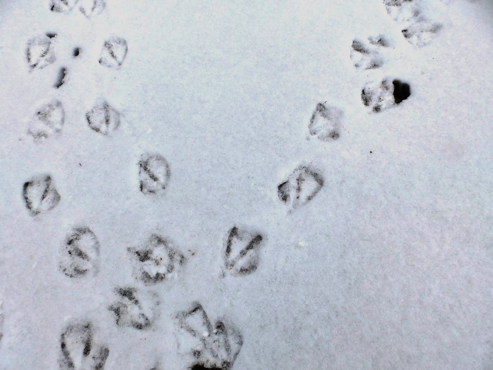 Sister Sarah's Excellent Adventure: snowy grey beauty