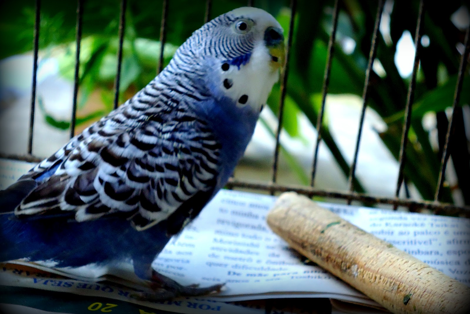 Tudo sobre os periquitos: maio 2012