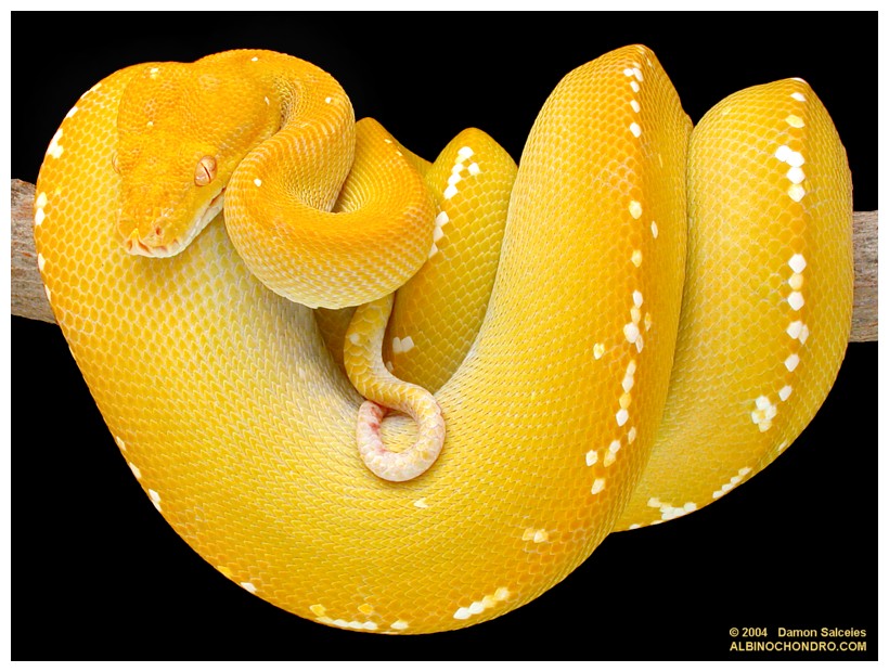 Luz Expansiva: La GRAN Serpiente Amarilla