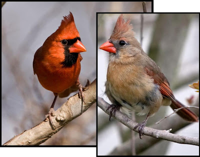 Sexually dimorphic Northern Cardinals: Why male and female cardinals ...