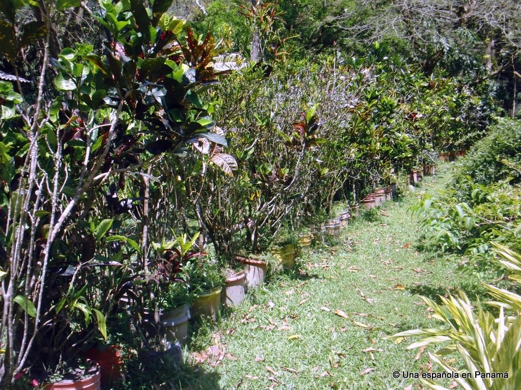 Summit, el jardin botanico hogar del aguila harpia ~ Una española en Panama