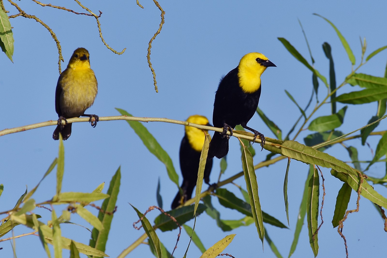 BLOGUE DA NATUREZA EM FORMA: Aves da Amazônia compõem grande parte do ...