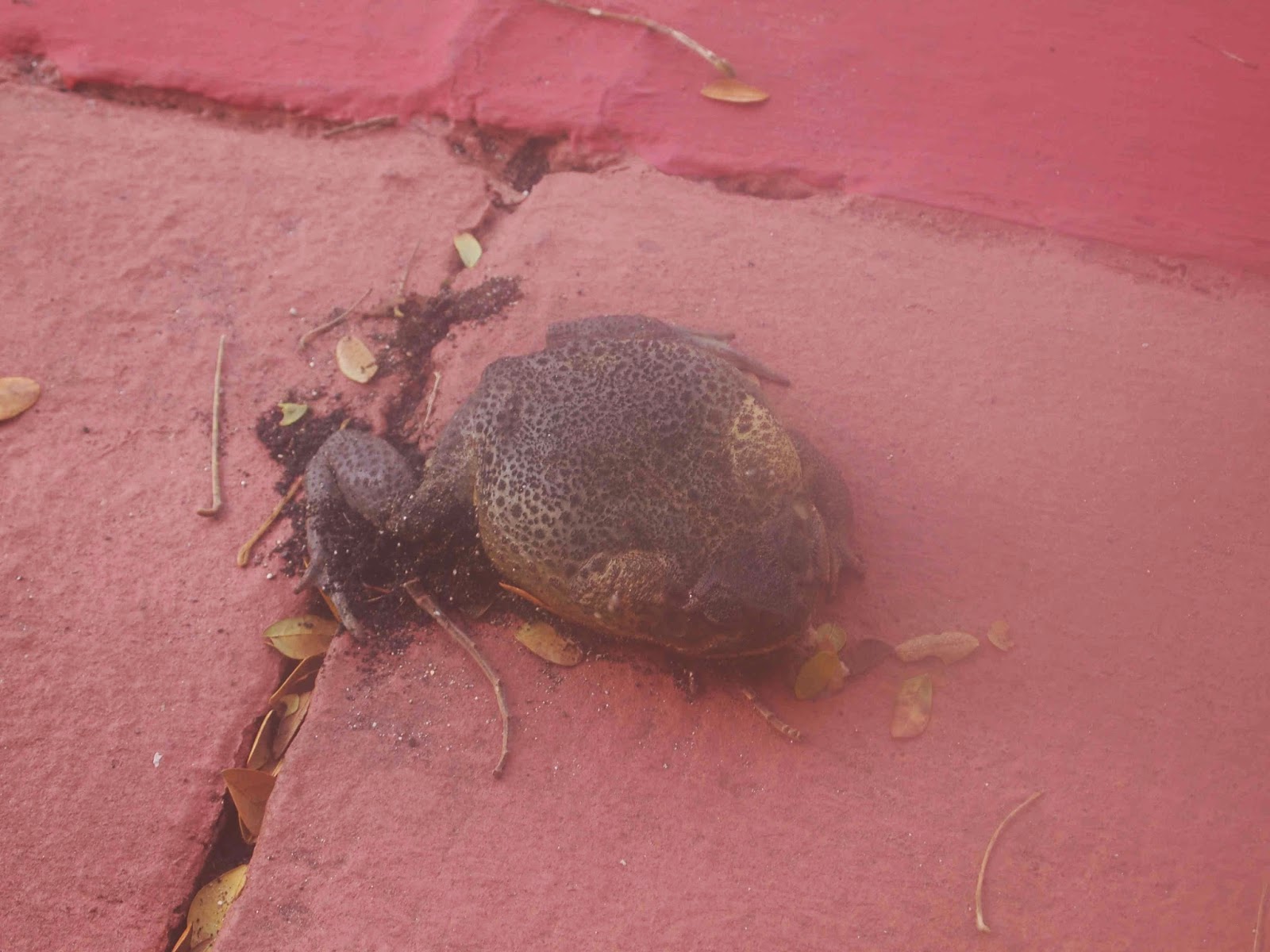 Eclectic Entropy - Guam Travel and Living: Early Guam Pictures