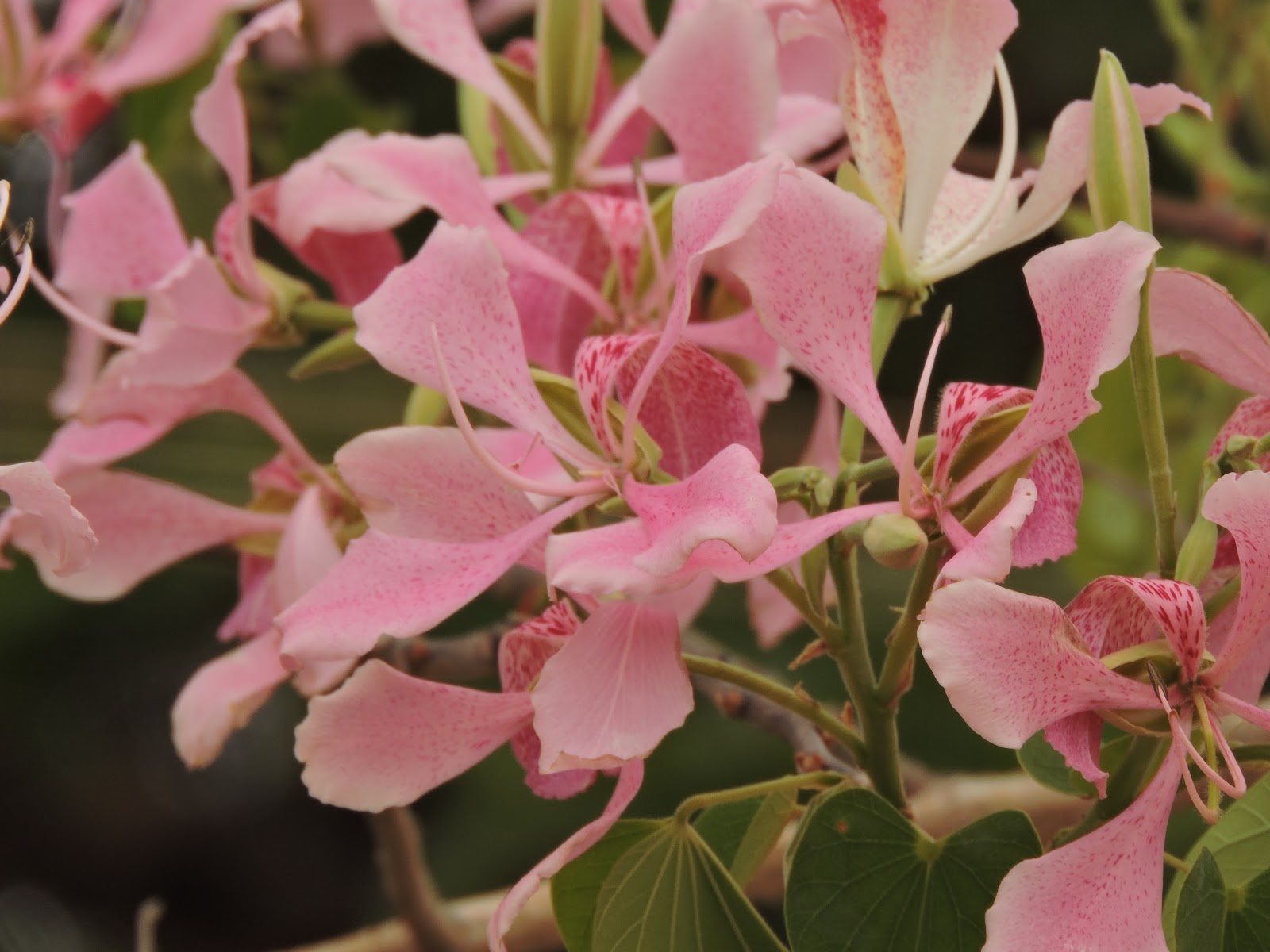 Fabaceae - Leguminosae no Brasil: Fabaceae - Bauhinia monandra Kurz