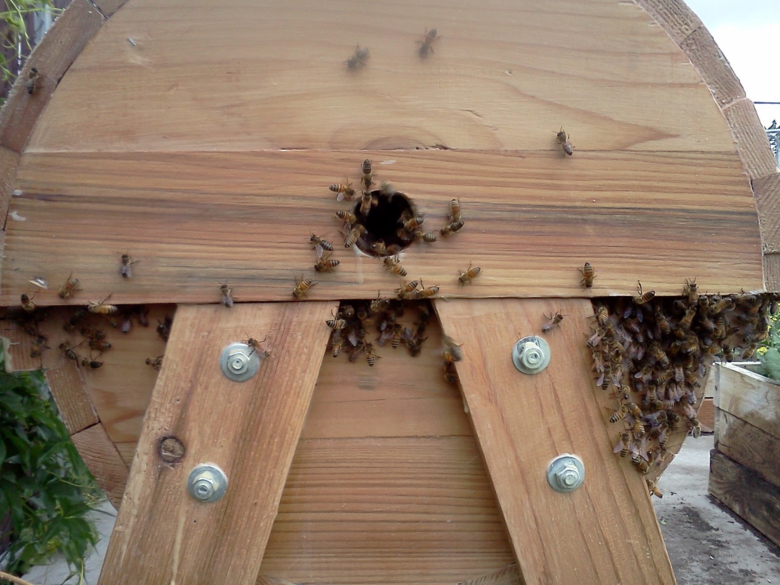 Dewey's Bee Blog: Apricot Tree Swarm - Sun Barrel Hive