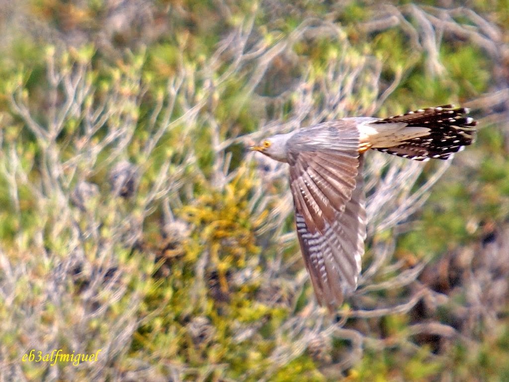 MIS AMIGAS LAS AVES: Cuco común (Cuculus canorus)