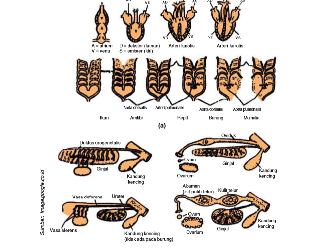 Homologi Alat-alat Tubuh Berbagai Makhluk Hidup - Our Akuntansi