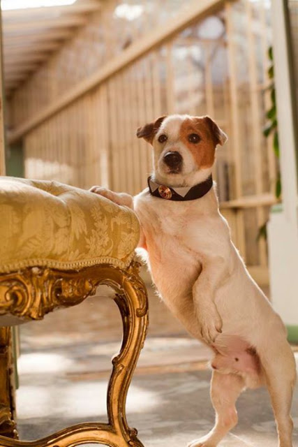 oh que perro!: Pancho hará una pelicula. Casting para participar