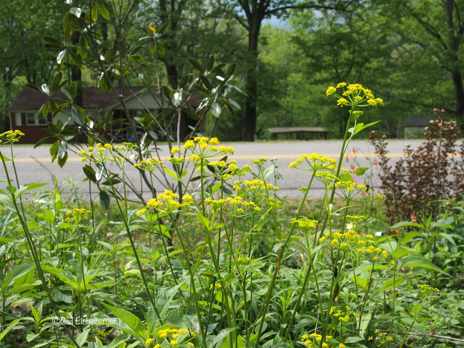 clay and limestone: Wildflower Wednesday: Golden Alexander