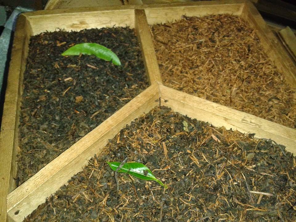 Jayanthi's Indian Recipes: Black tea/Kattan Chaya with spices