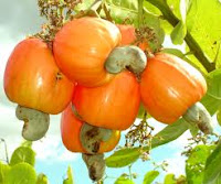 Penggolongan Buah Semu | Intisains