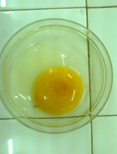 Embriologi Semesta: Perkembangan Embrio Ayam