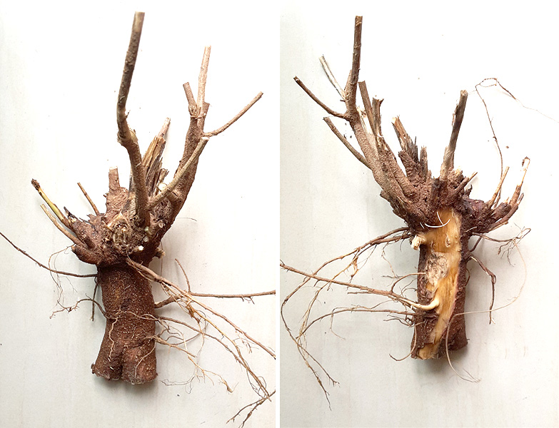 Instant - Bonsai - For - Everyone: White Lead Tree No. 6