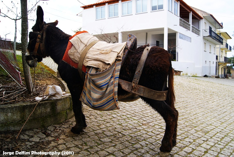 A importância do burro no mundo rural ~ Foz Côa Friends Associação