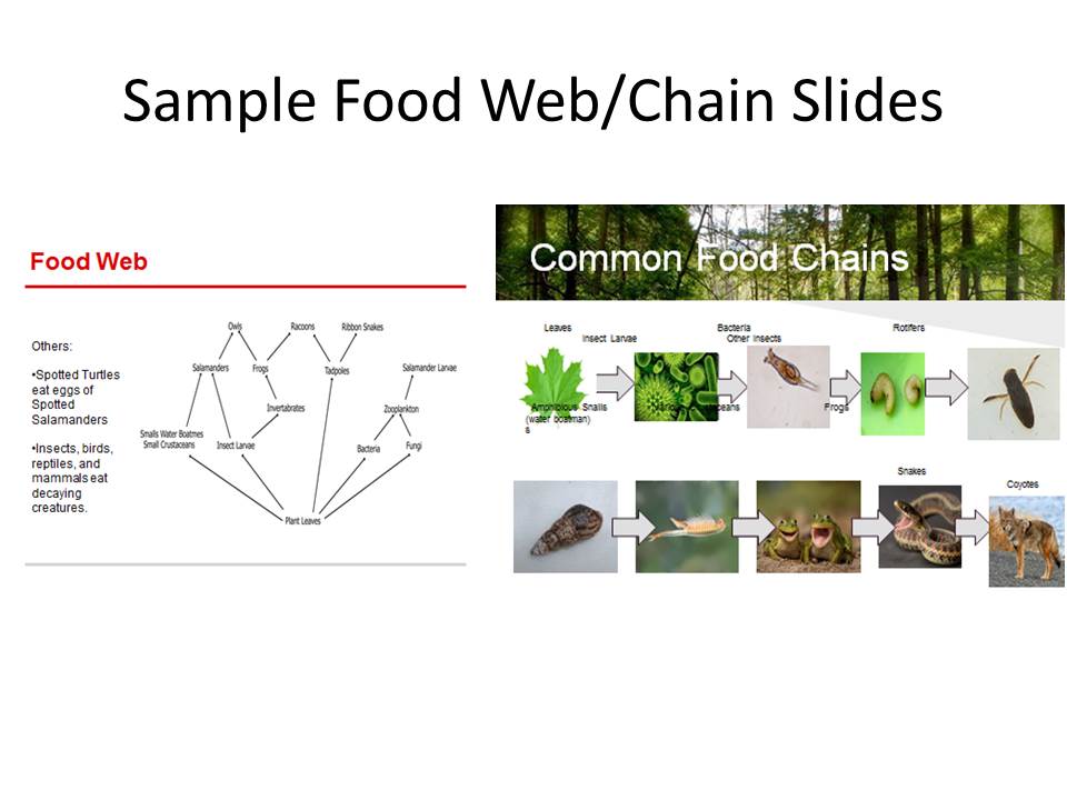 Harvard Forest Schoolyard Ecology: Vernal Pool Student Projects