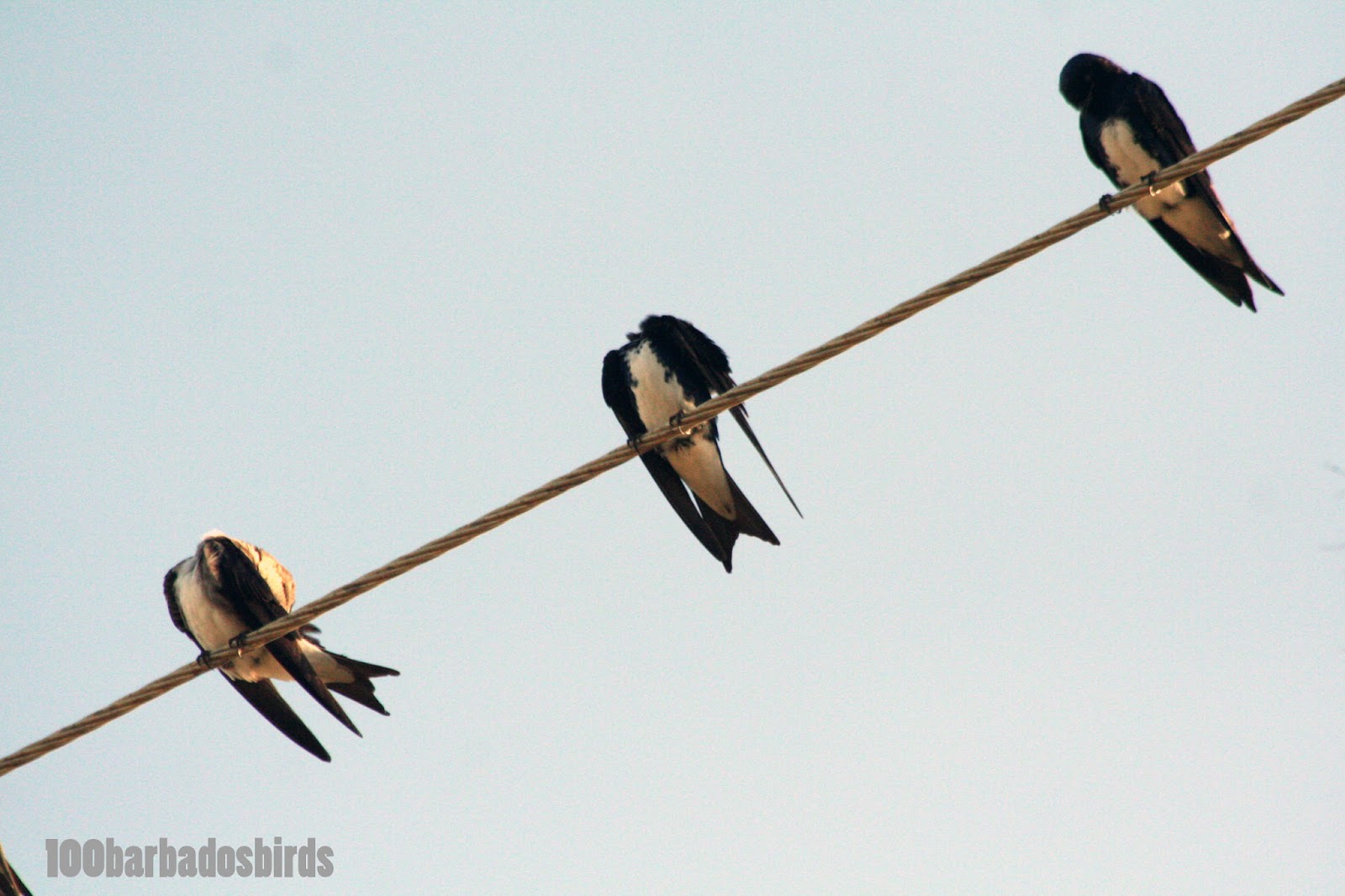 Birds of Barbados: Bird #43: Caribbean Martin