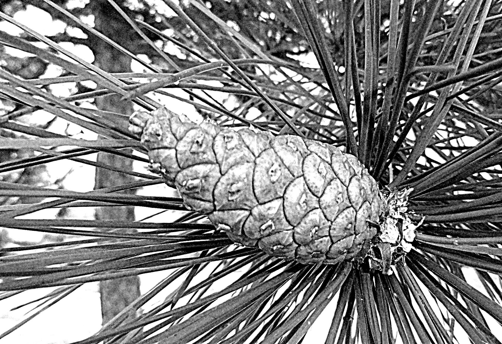Imagini alb-negru cu plante / Black and white images with plants ...