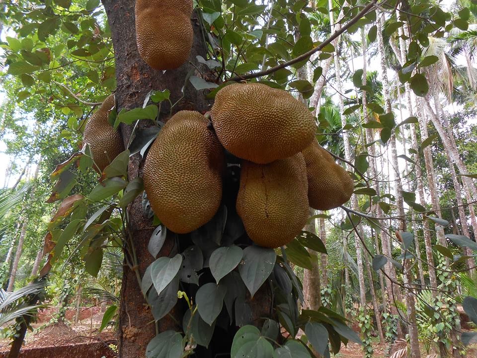 Strewn Ashes: October 2013