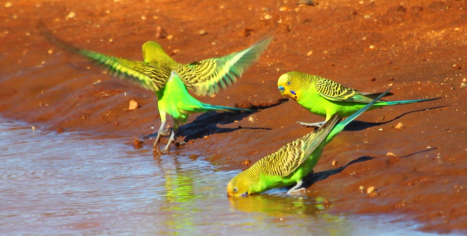 Richard Waring's Birds of Australia: Delightfully colourful Budgerigars ...