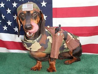 Zoo Animals: Funny Animal Army New Nice Photos/Images 2012