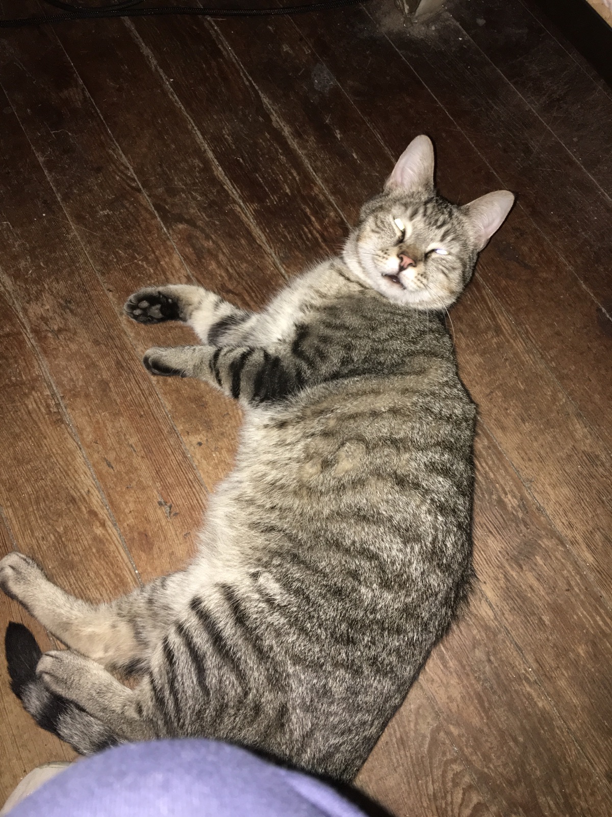 presto change-o!: K. Sends a Flash Cat