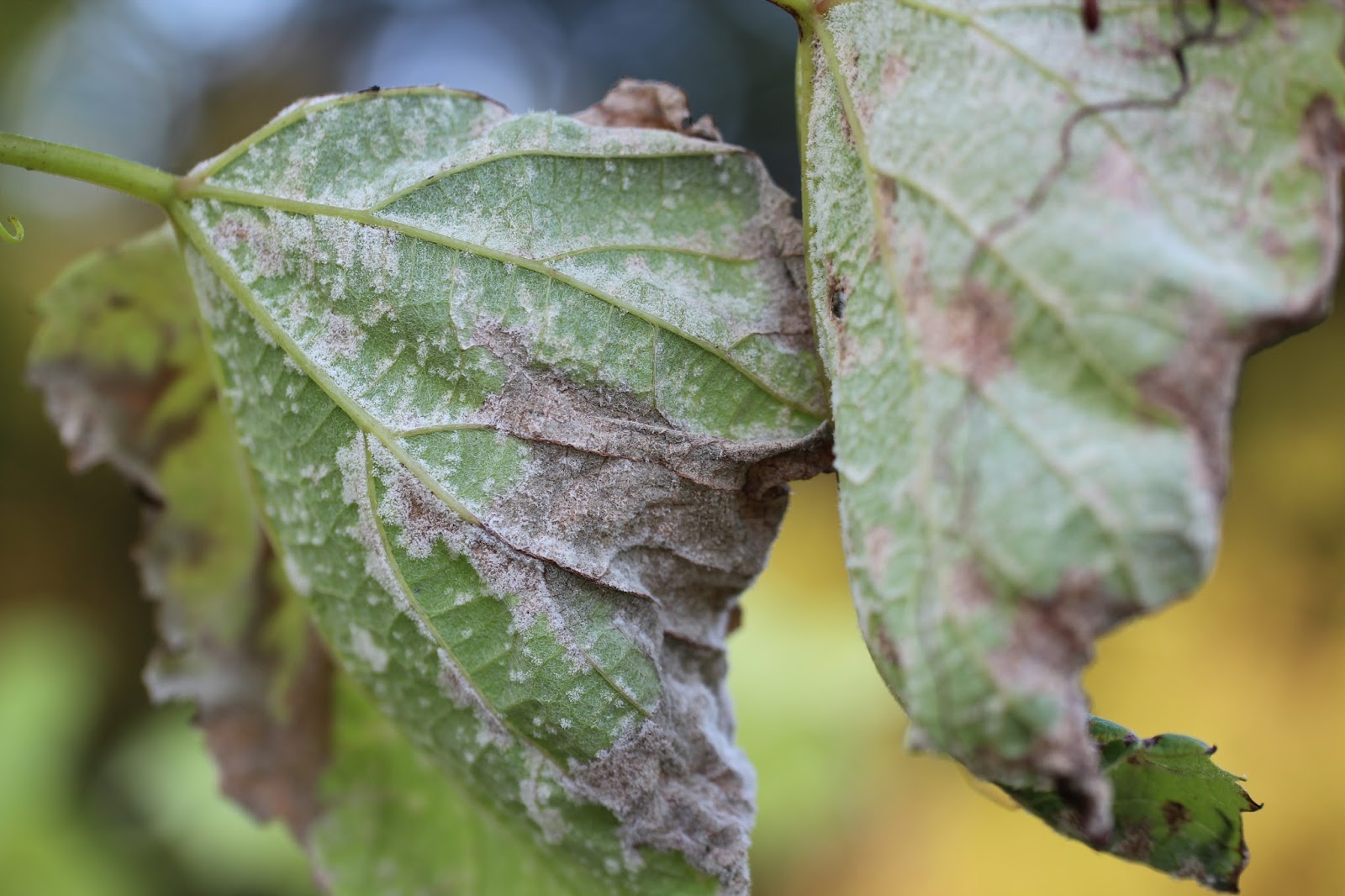 UK - Diseases of Fruit Crops & Ornamentals: Downy Mildew in Grape ...