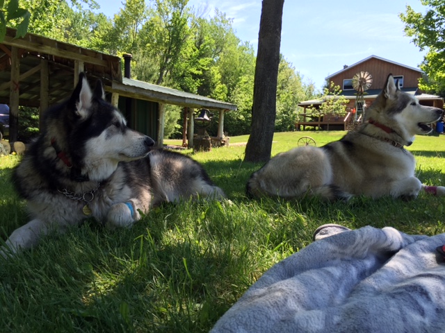 Pound Dogs Toronto Animal Services - dog adoption - animal shelter