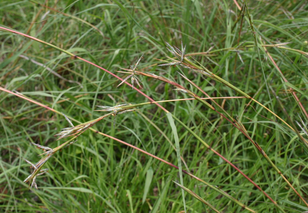 Toowoomba Plants: Darling Downs Grasslands