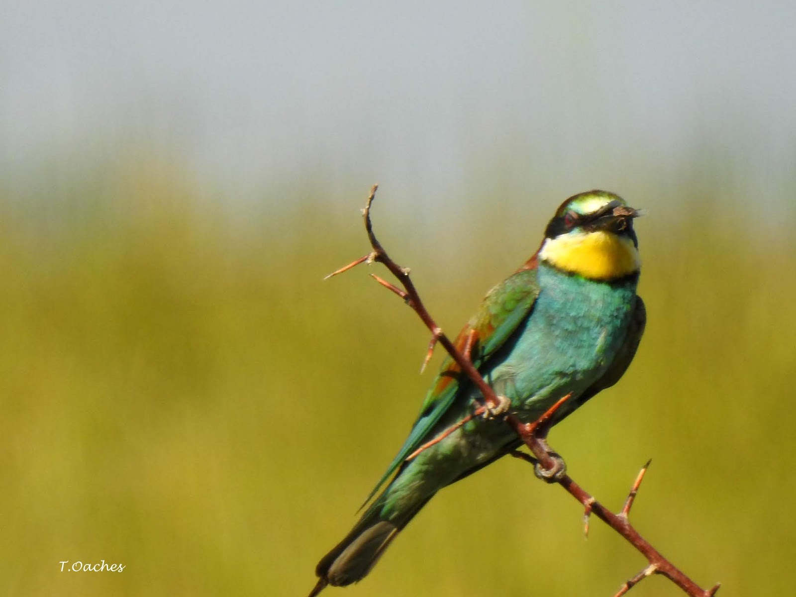 PASARI DIN ROMANIA: PRIGORIE, Merops apiaster
