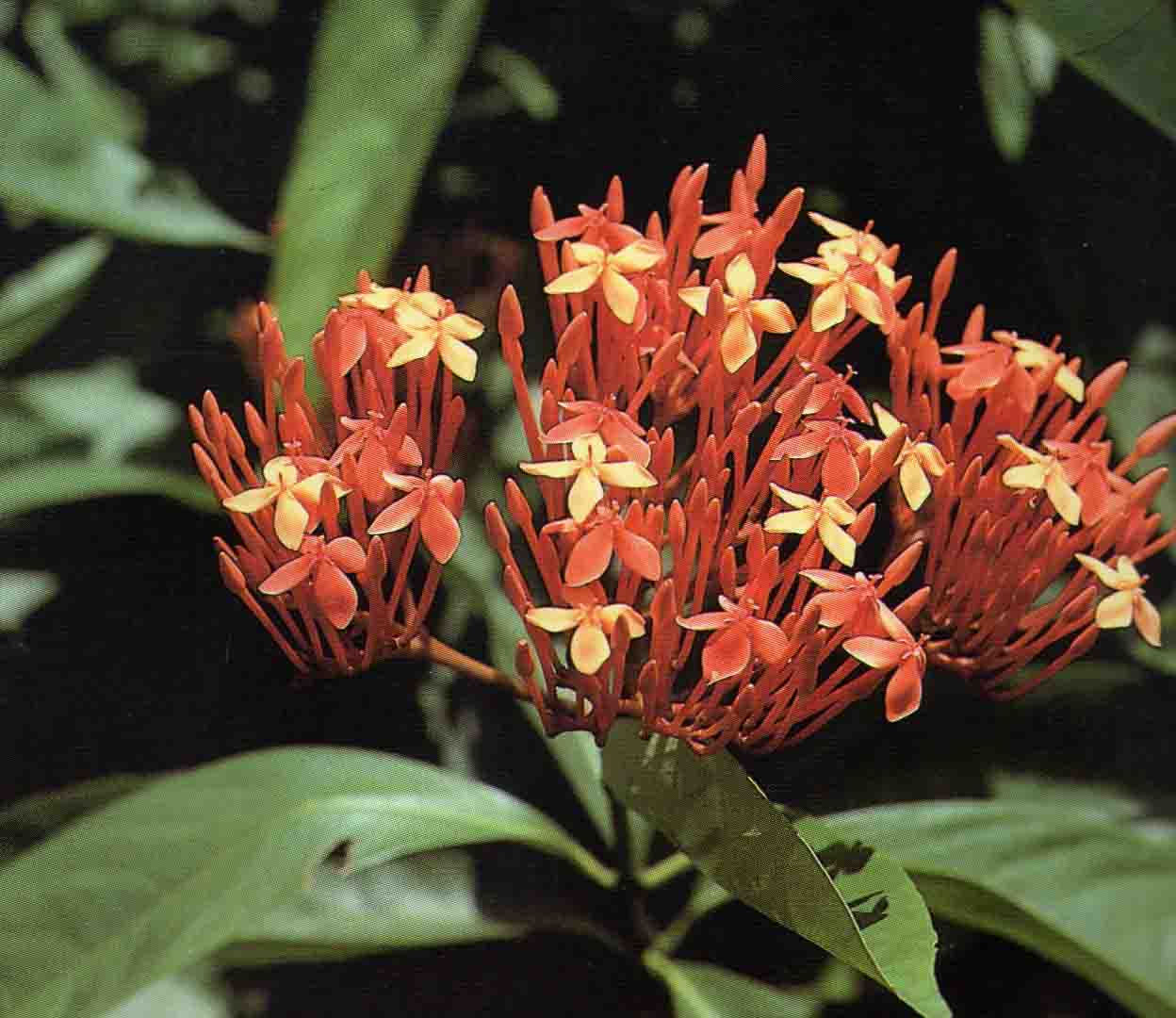 My Sewing: Plants and Flowers of Malaysia - I