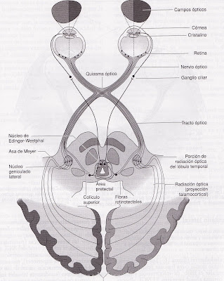 Guía de Estudio IBC: La retina