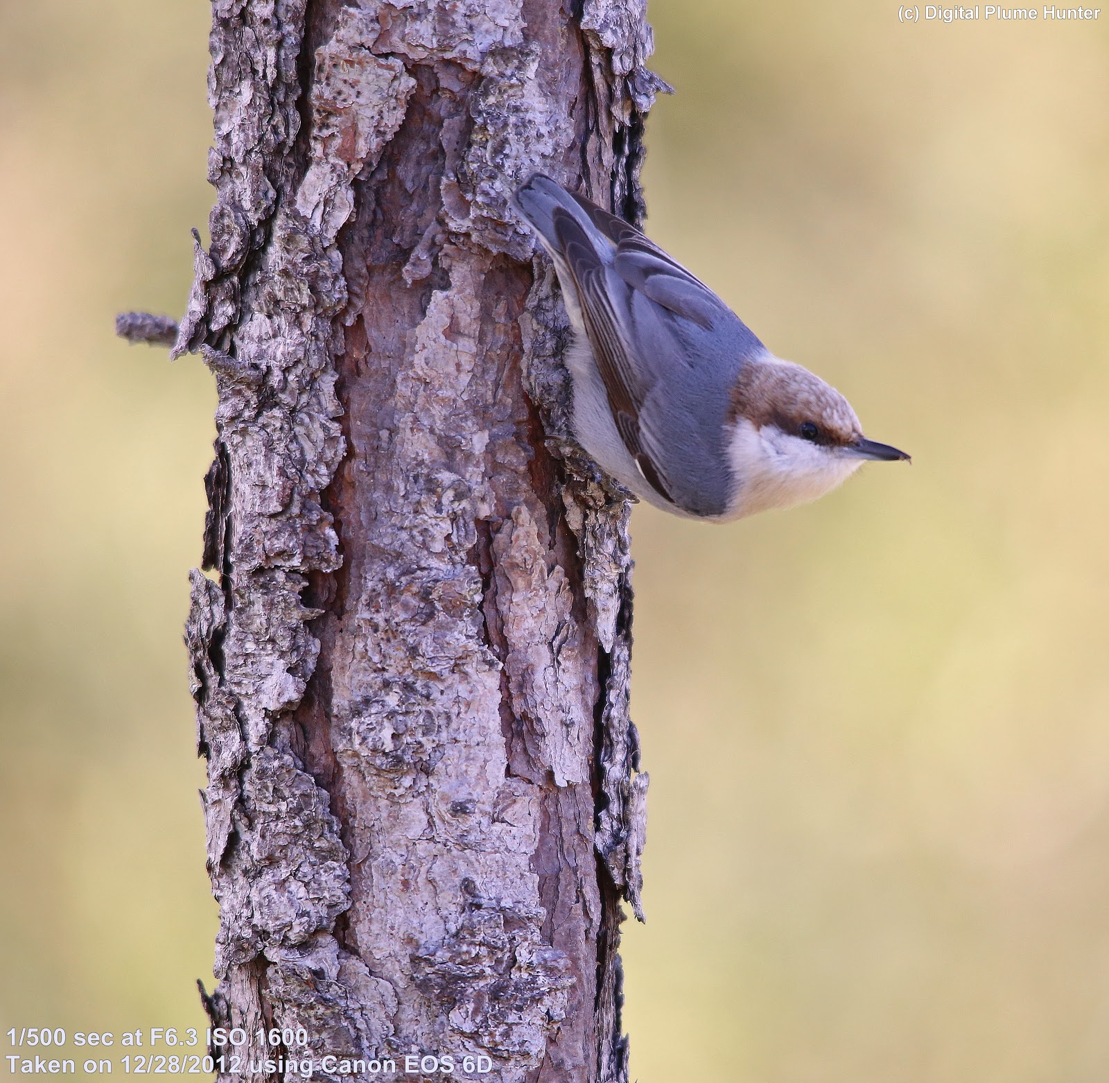 Hunting Digital Plumes in the US and Beyond: A US (near) Endemic: Brown ...