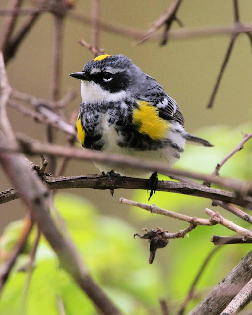 Birds from Behind : Spring Babies...part two-ish...