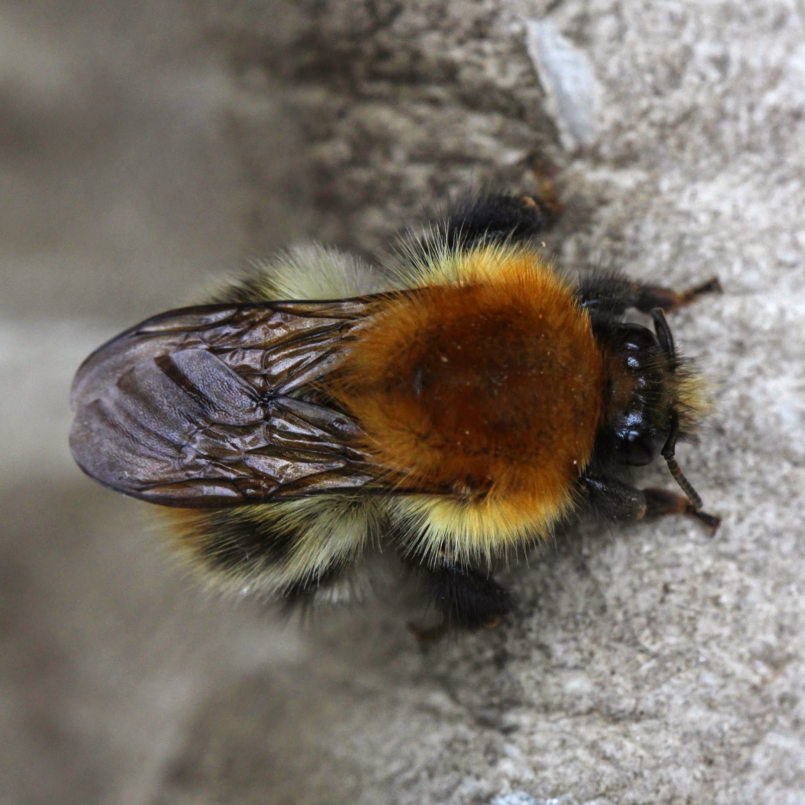 TrogTrogBlog: Common carder bee