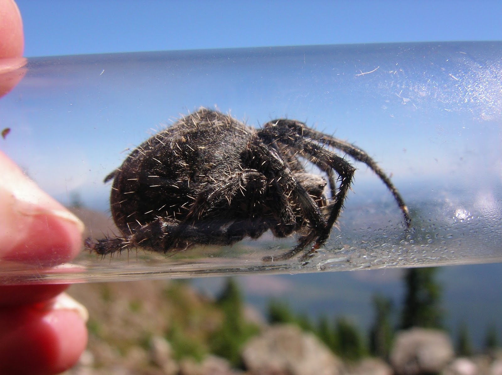 Adventures Of A Pine Cone Spider Collector: 31-Jul-2015 Mt Ellinor ...
