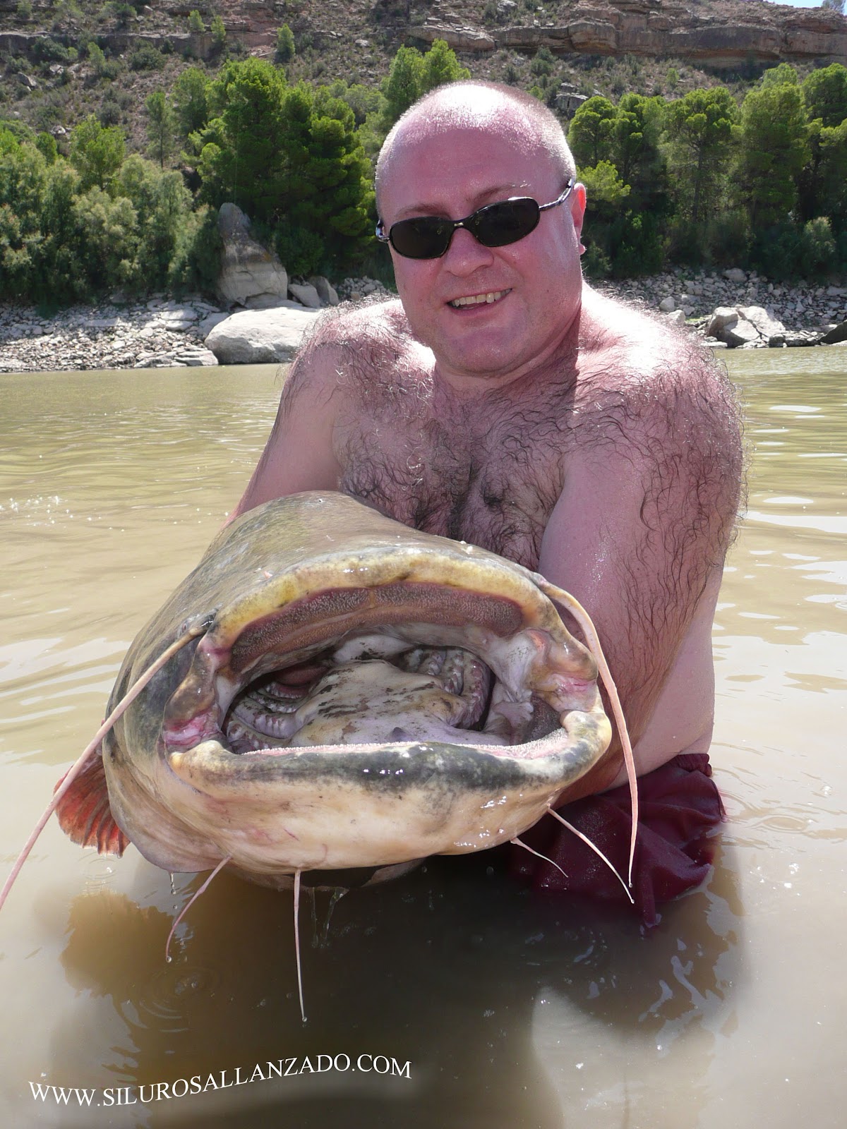 PESCA CON GUÍA DEL SILURO AL LANZADO Y PELLETS EN MEQUINENZA Y RÍO EBRO ...