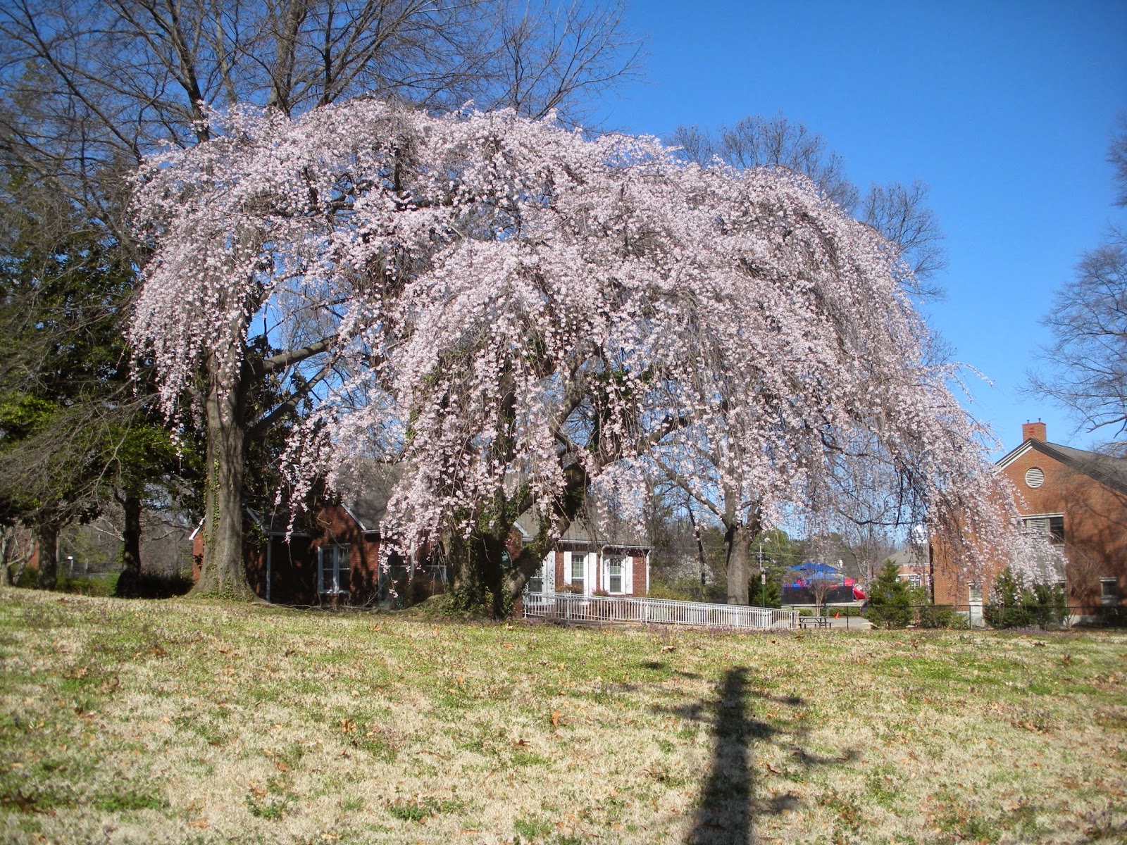 Memphis Trees: Spring returning