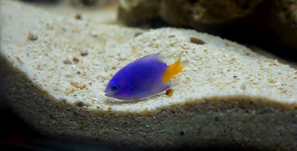 Fish Zone: yellow tailed damselfish