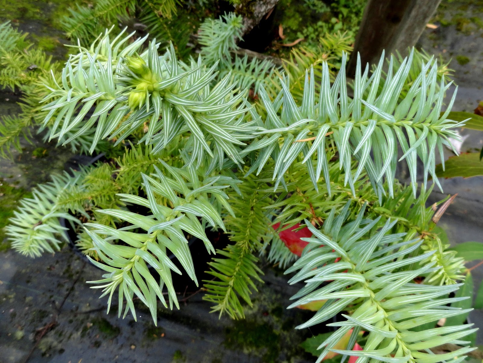 danger garden: A walk at the Leach Botanical Garden