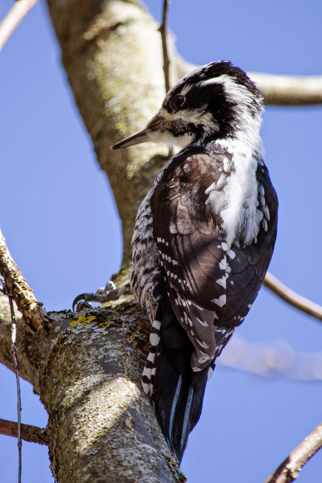 Looduspildid: Laanerähn, Picoides tridactylus, Three-toed Woodpecker