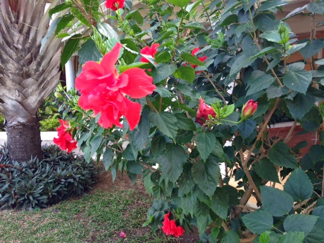 About You...With You: Flowers and Plants from Jamaica!